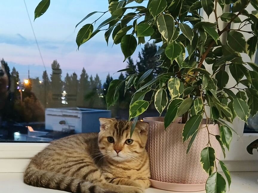 Шотландский котенок