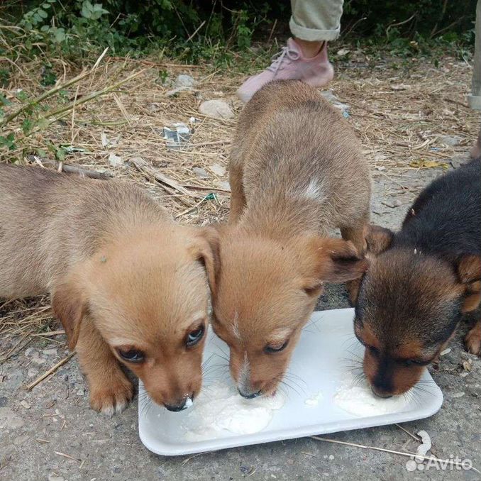 Щенулькам нужен дом