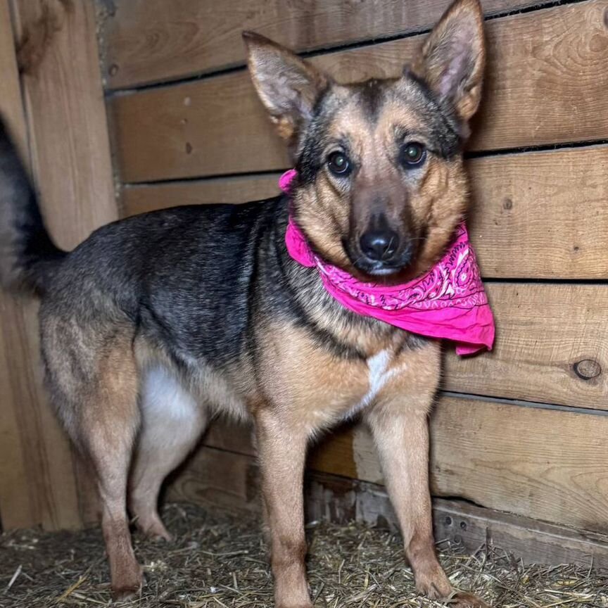 Взрослая собака в добрые руки