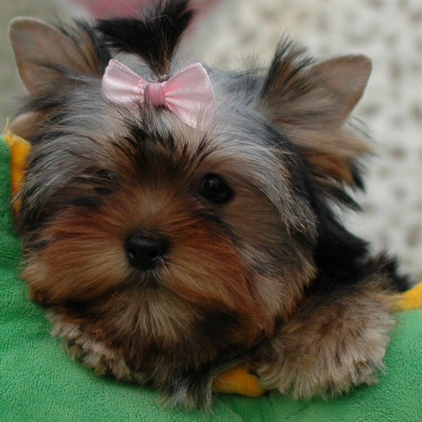 Йоркширский терьер, щенок