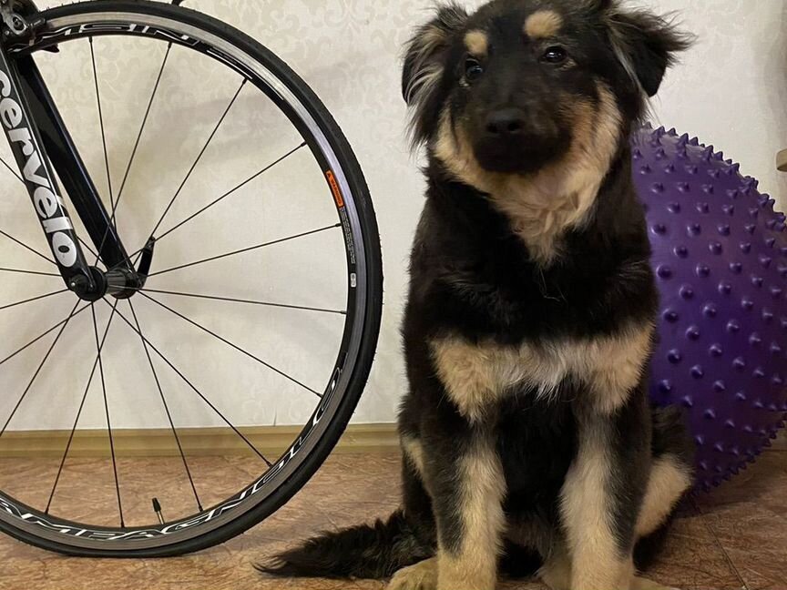 Собака 4 Мес. Джессика в добрые руки