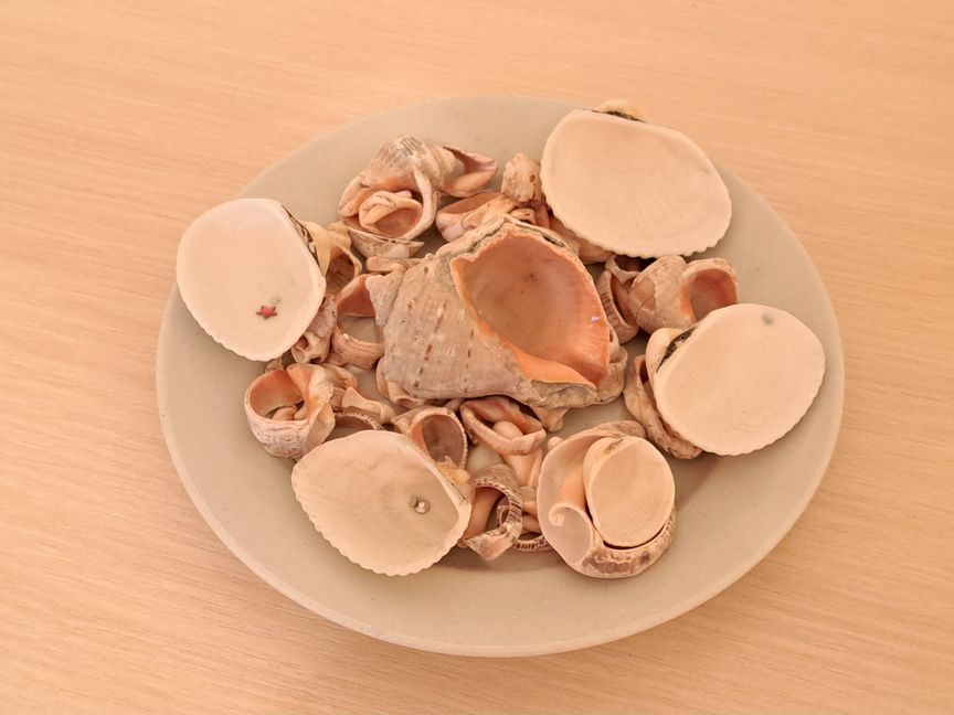 Ракушки и камушки