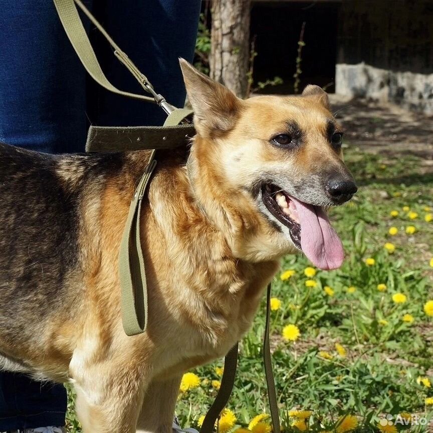 Собака в добрые руки бесплатно