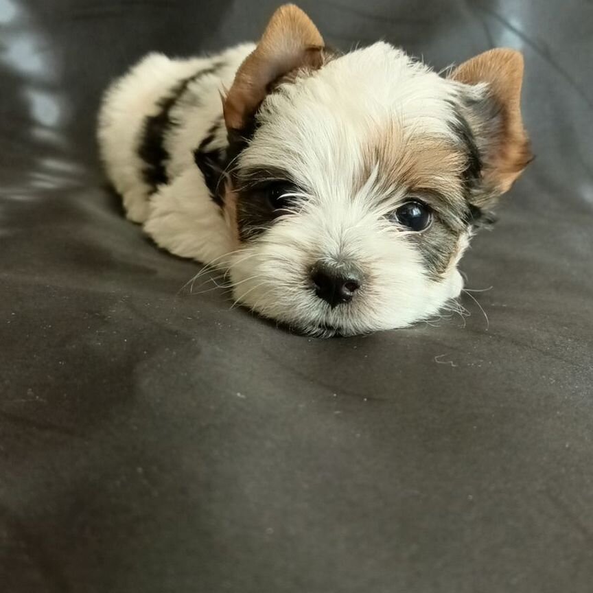 Бивер малыши