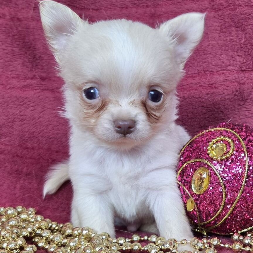 Чихуахуа, щенок