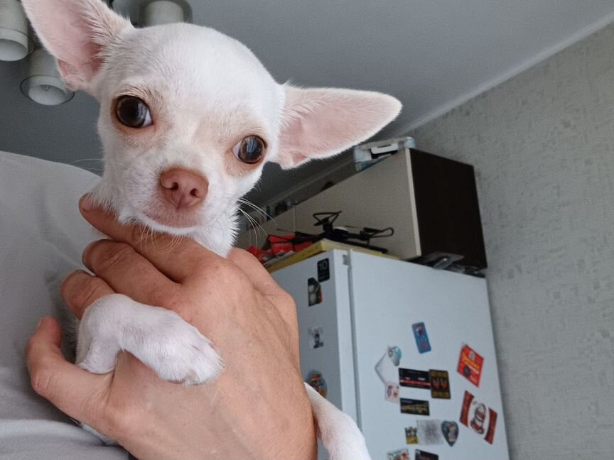 Чихуахуа мини девочка