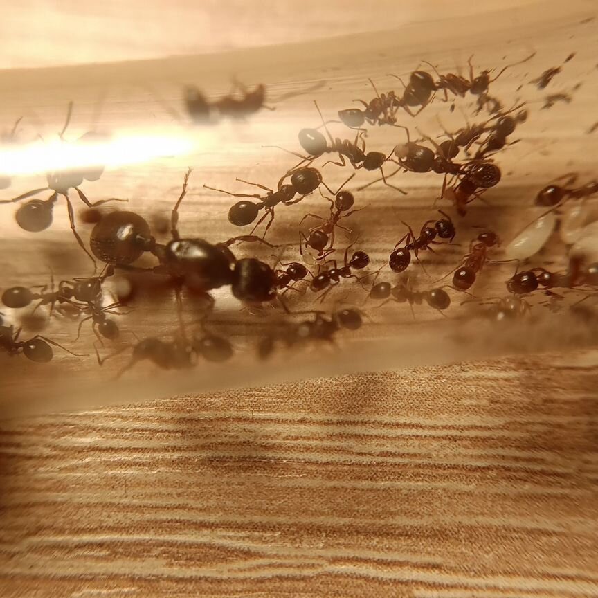 Муравьи для фермы