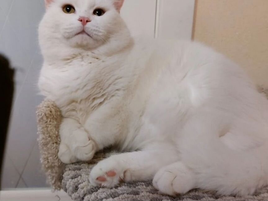 Кот ищет любимых хозяев