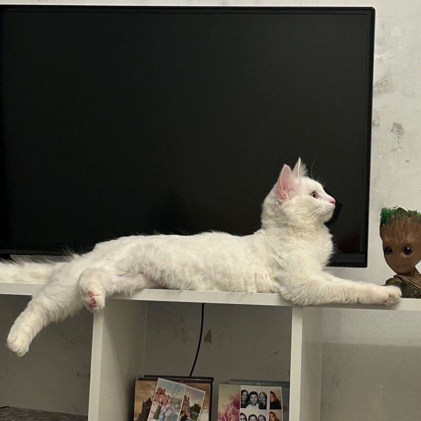 Белая кошка пушистая