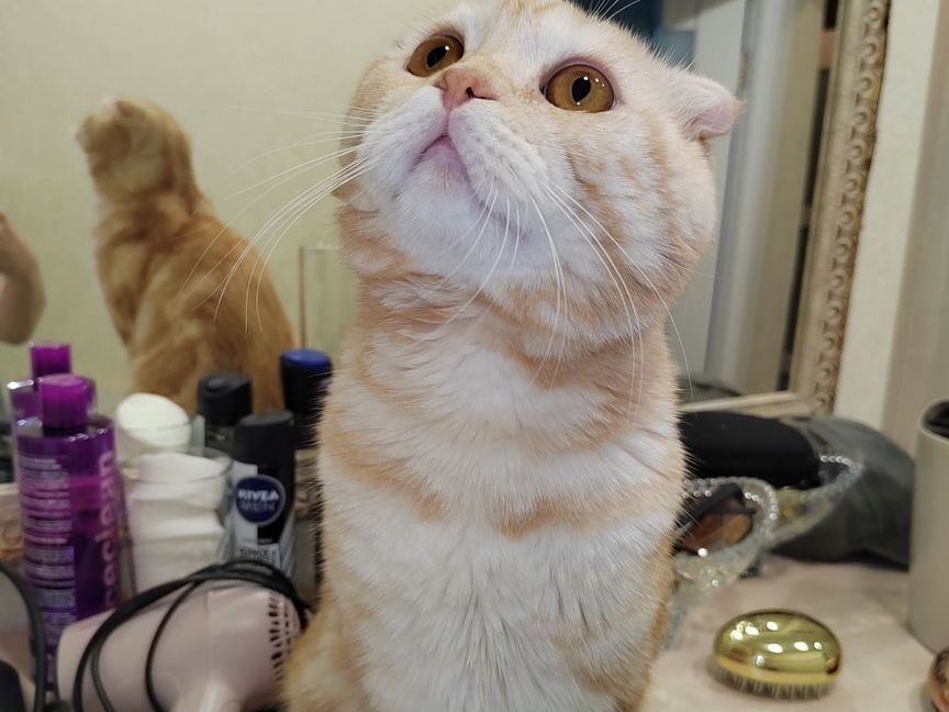 Шотландский вислоухий кот