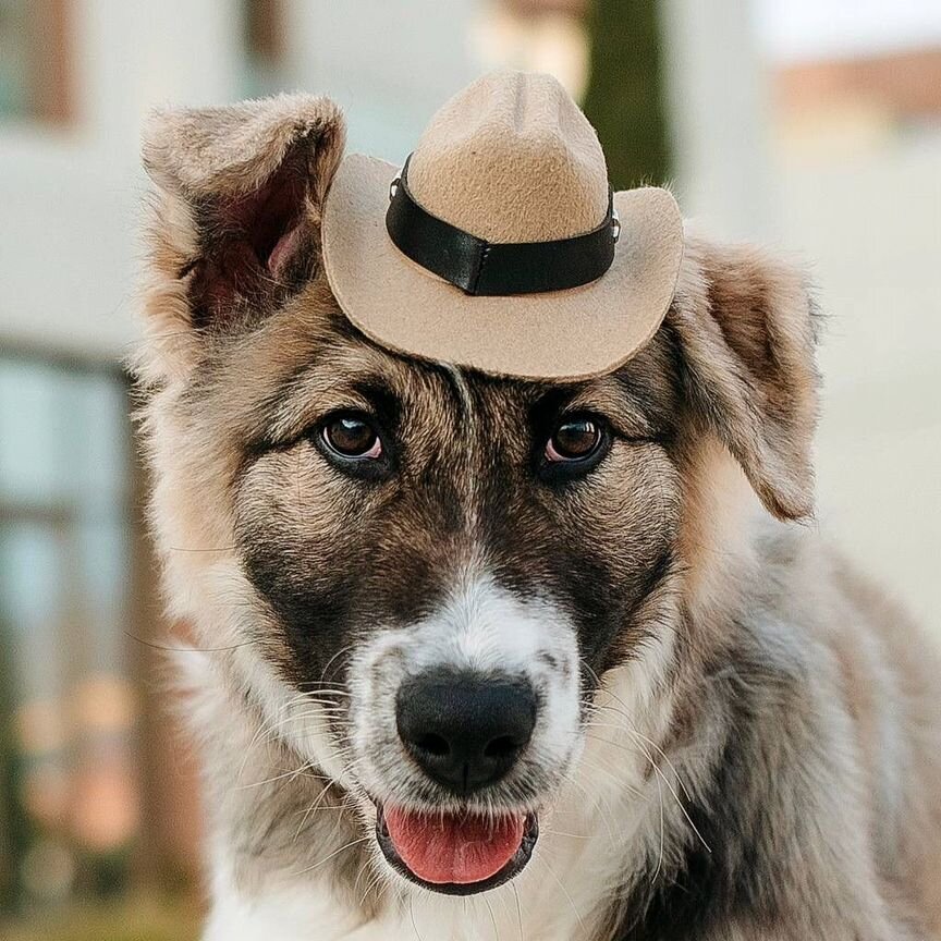 Собака в добрые руки в дар ищет дом