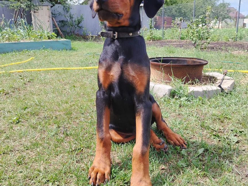 Щенки добермана мальчик