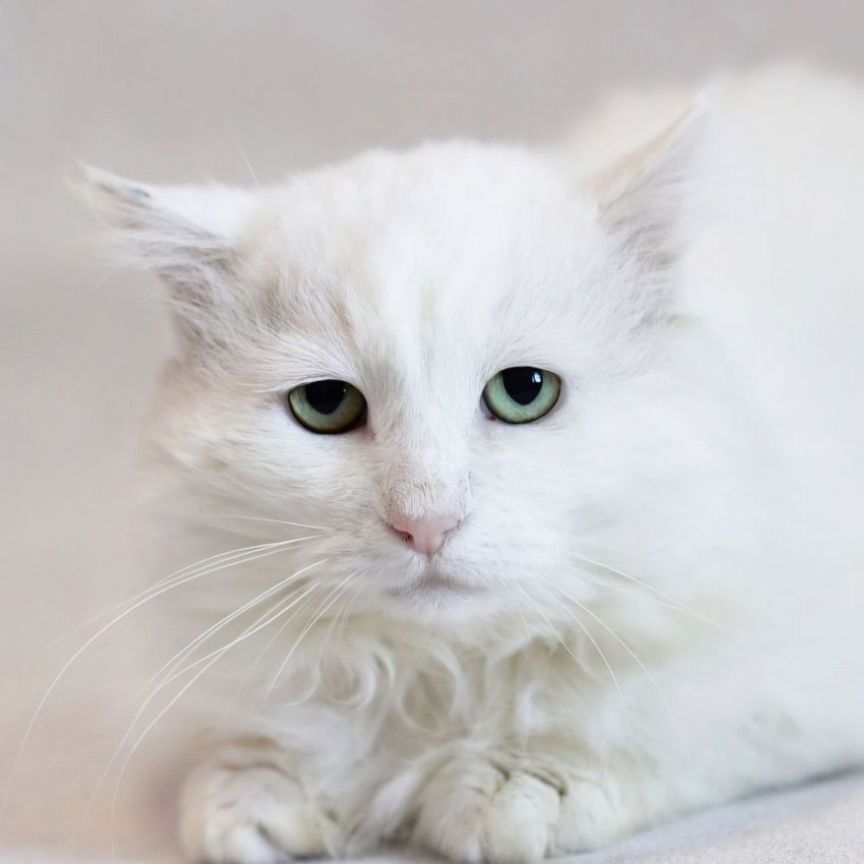 Пушистый кот Беляшик