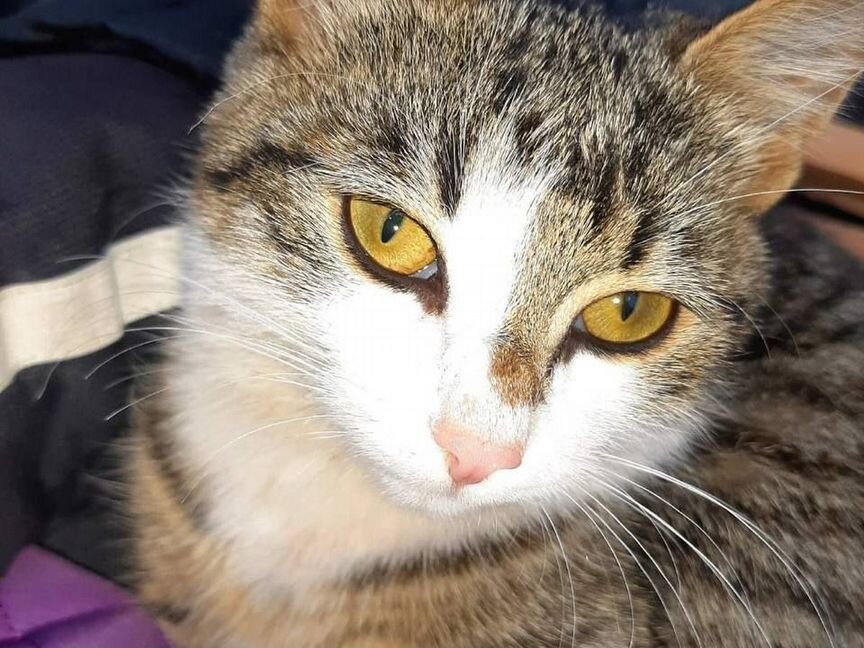 Кошечка Миса