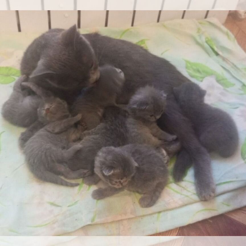 Британские котята