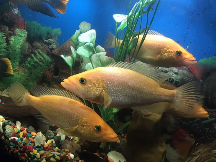 Петения сплендида красная (Petenia Splendida Red)