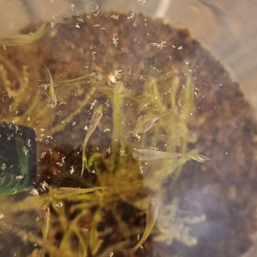 Аквариумные рыбки гуппи