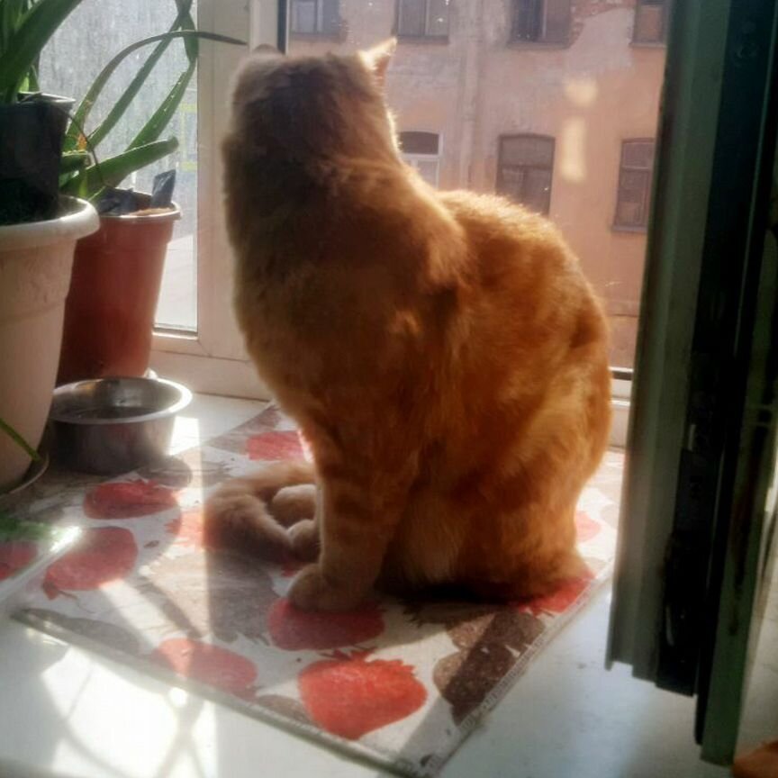 Шотландский вислоухий короткошёрстный кот, взрослый
