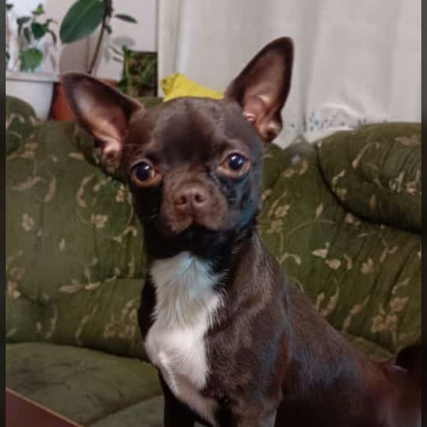 Мальчик готов к спариванию