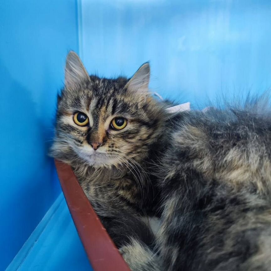 Калинка выпуск в поселок, где голод. Приютите