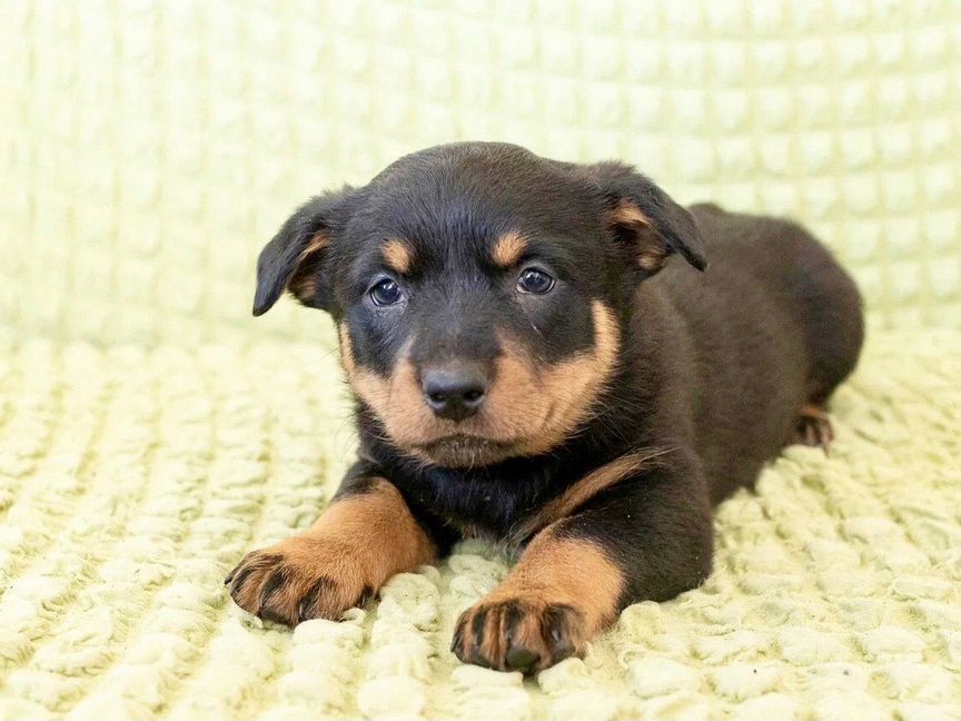 Варенька ищет маму и папу