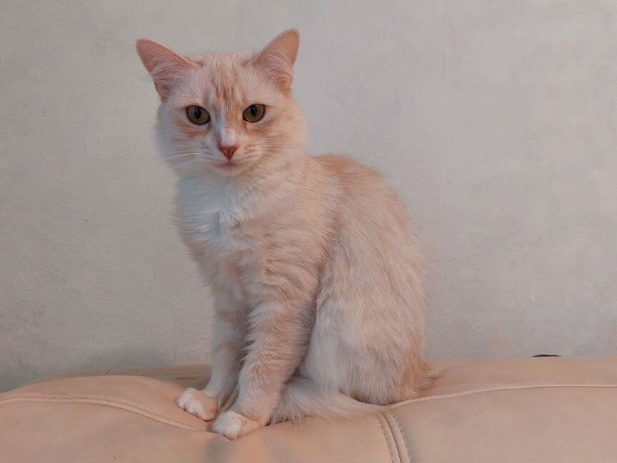 Кошка в дар бесплатно