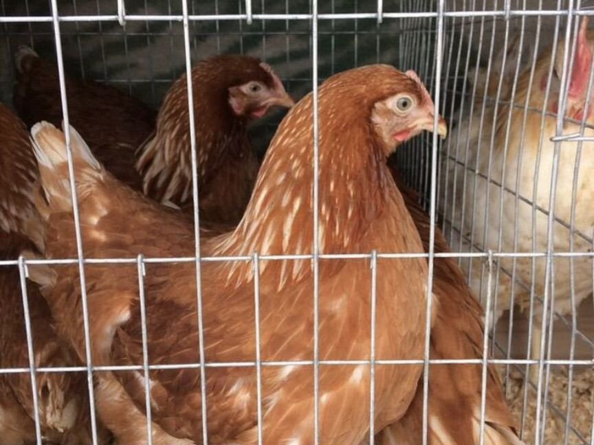 Куры родонит 3