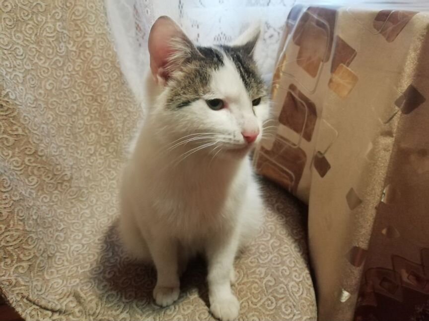 Кошка