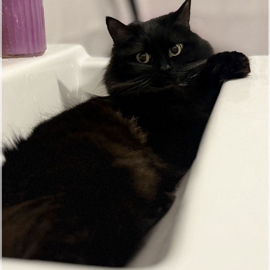 Взрослая, кошка в добрые руки