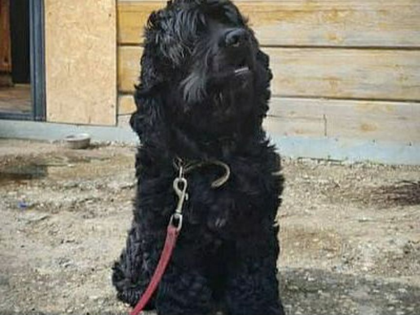 Собака спаниель мальчик 2 года