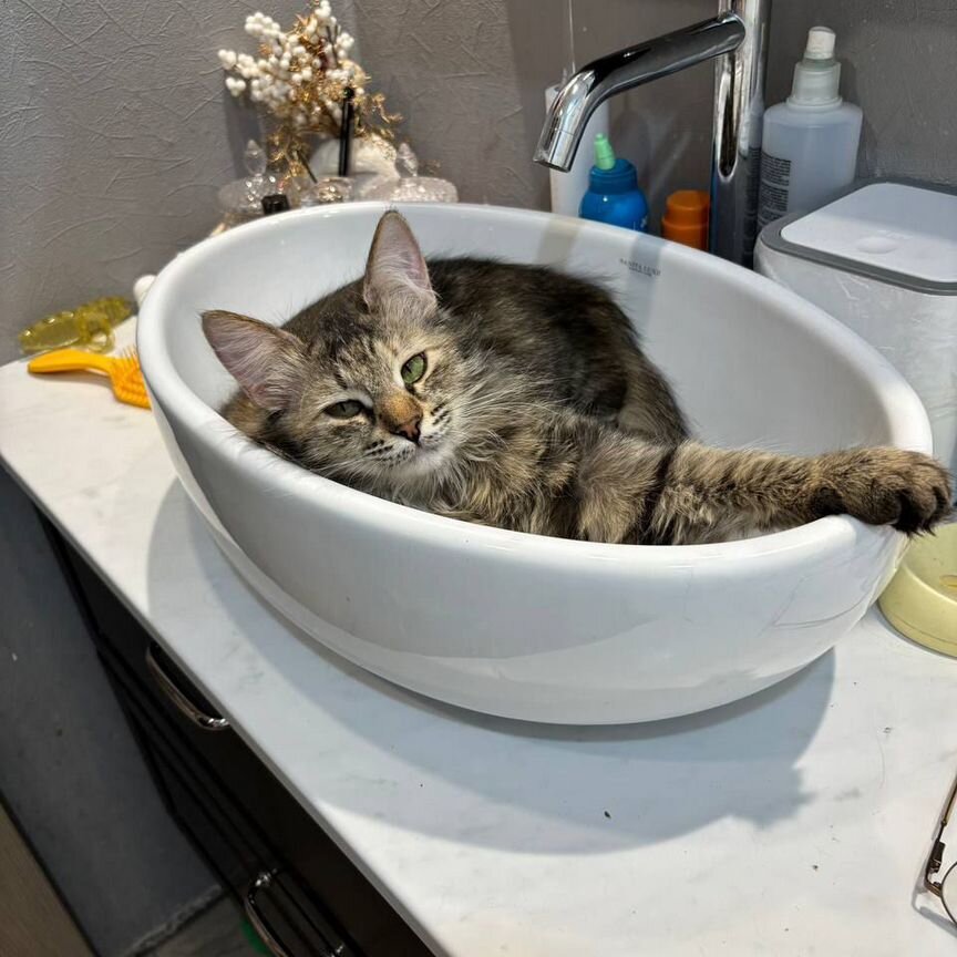 Кошка Тишка в добрые руки