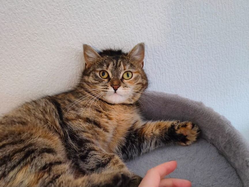 Кошечка "с изюминкой" в добрые руки