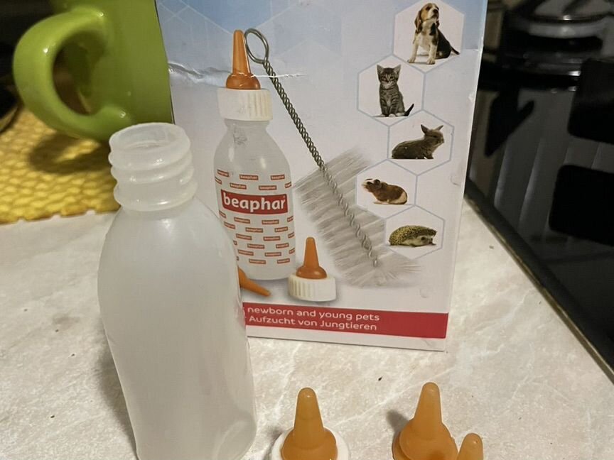 Бутылочка для кормления котят