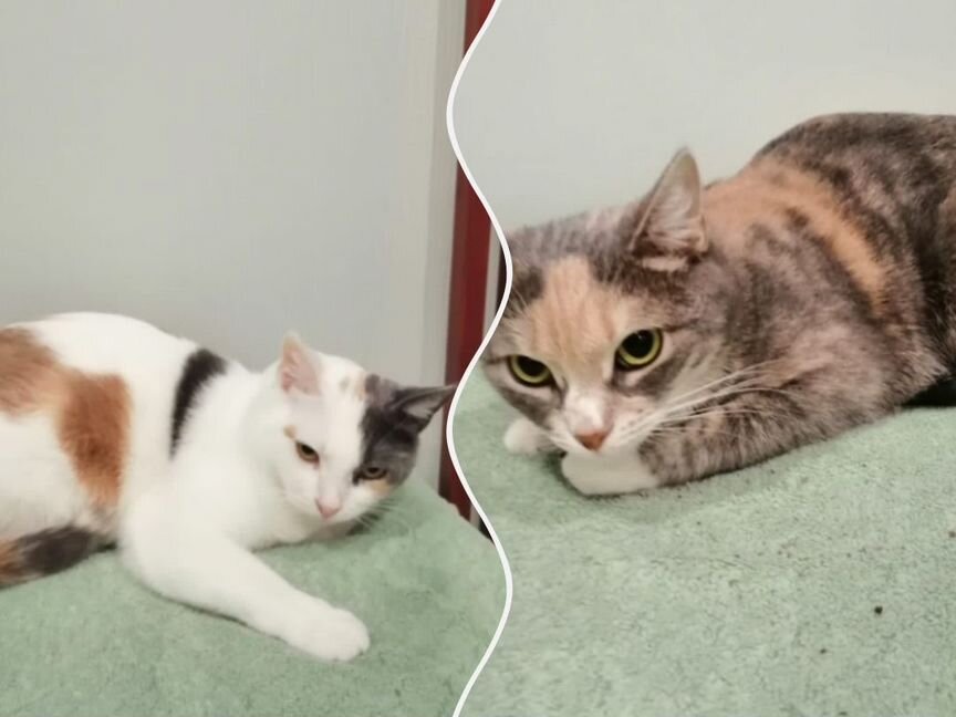 Кошки в добрые руки