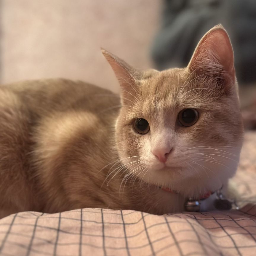 Взрослый кот в добрые руки