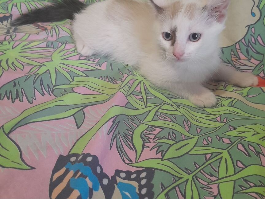 Добрые руки