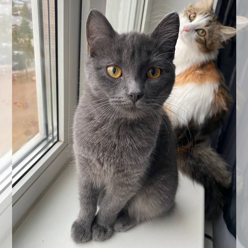Кошечка Ева