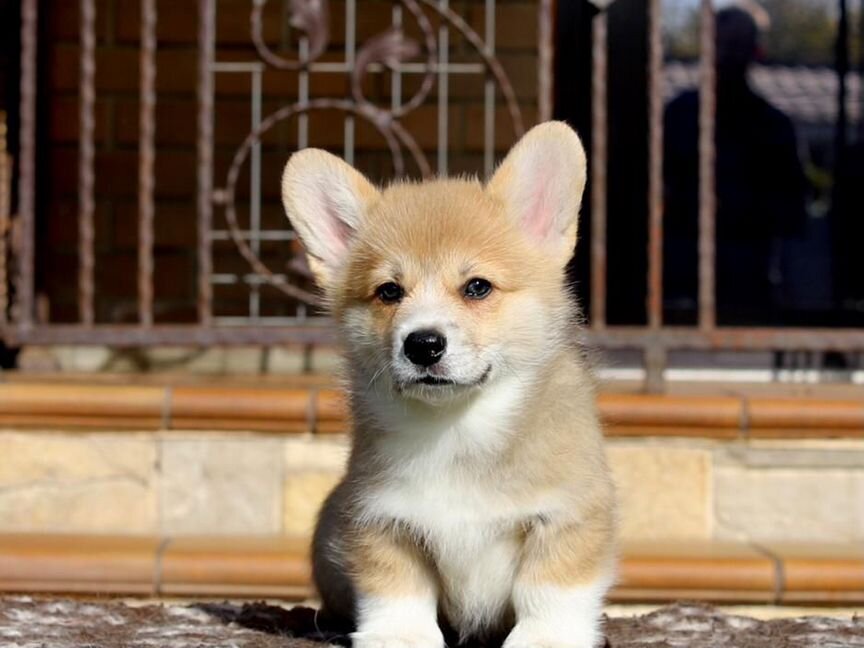 Вельш Корги Пемброк