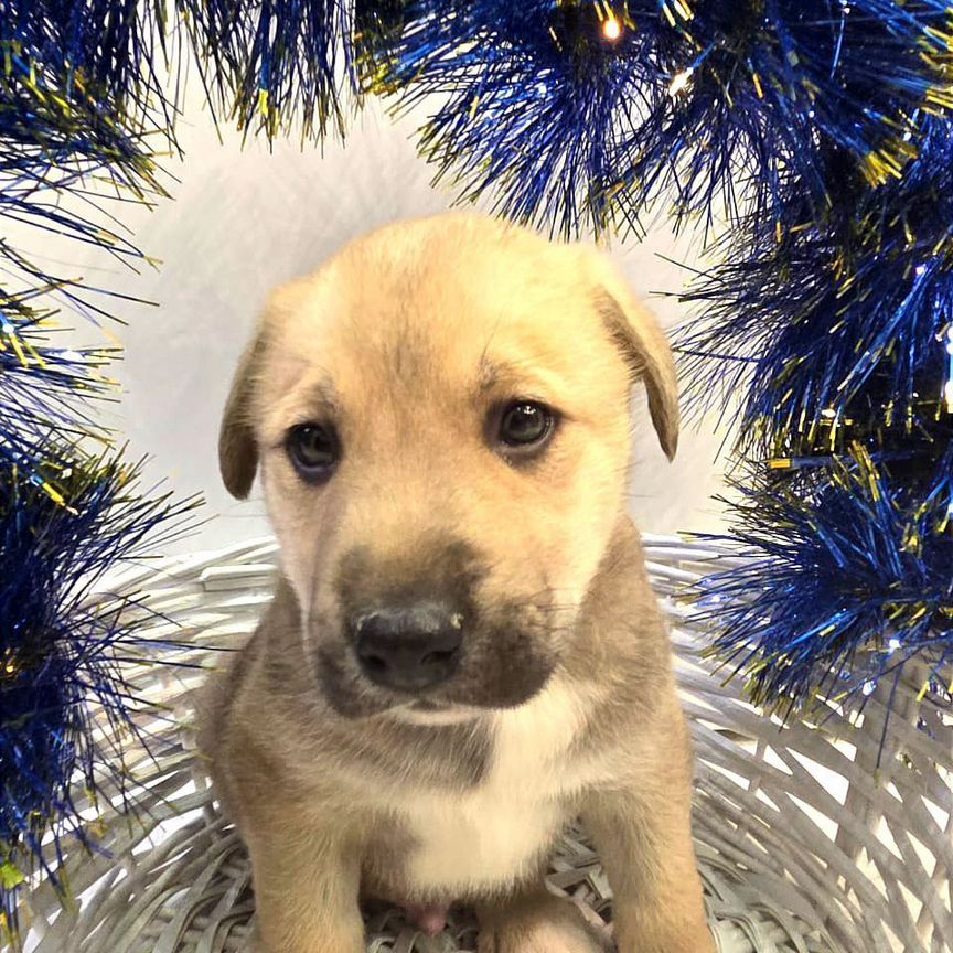 Щенок в добрые руки