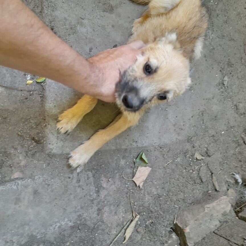 Щенок для охраны