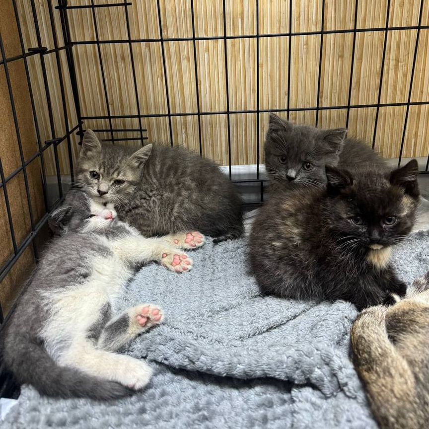 Котёнок в добрые руки