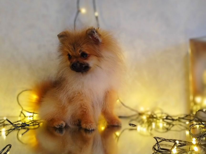 Померанка mini