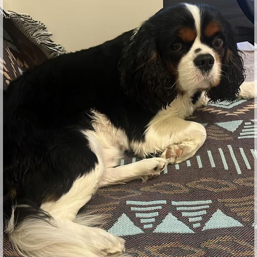 Кавалер кинг чарльз спаниель вязка