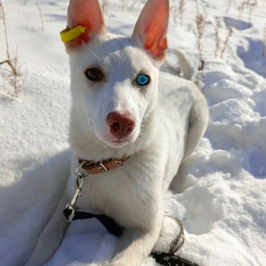 Маленькая собака коротколапая щенок бесплатно