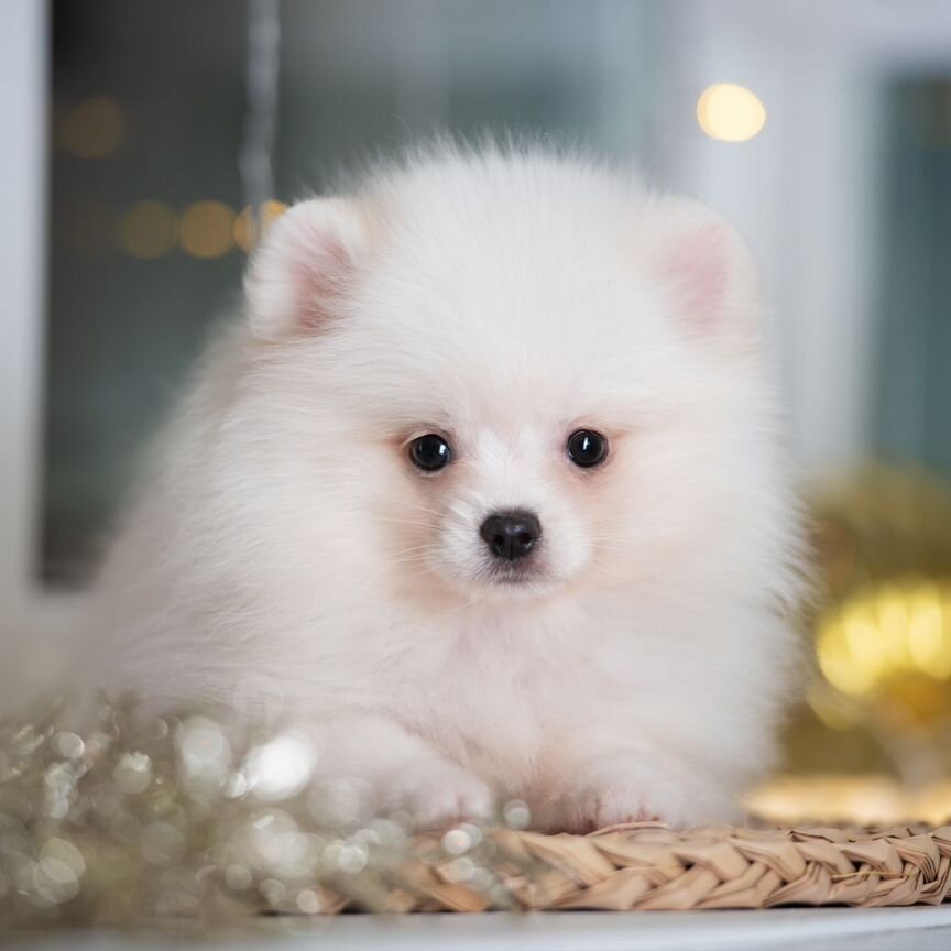 Белый померанский шпиц, девочка, 2,5 мес