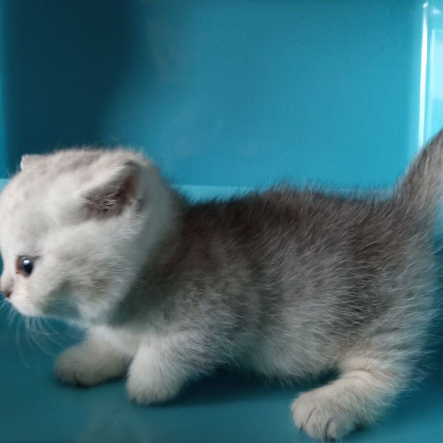 Девочки манчкин