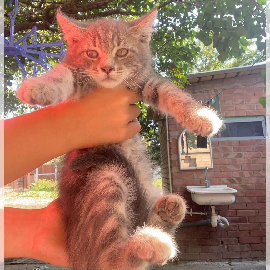 Кошка