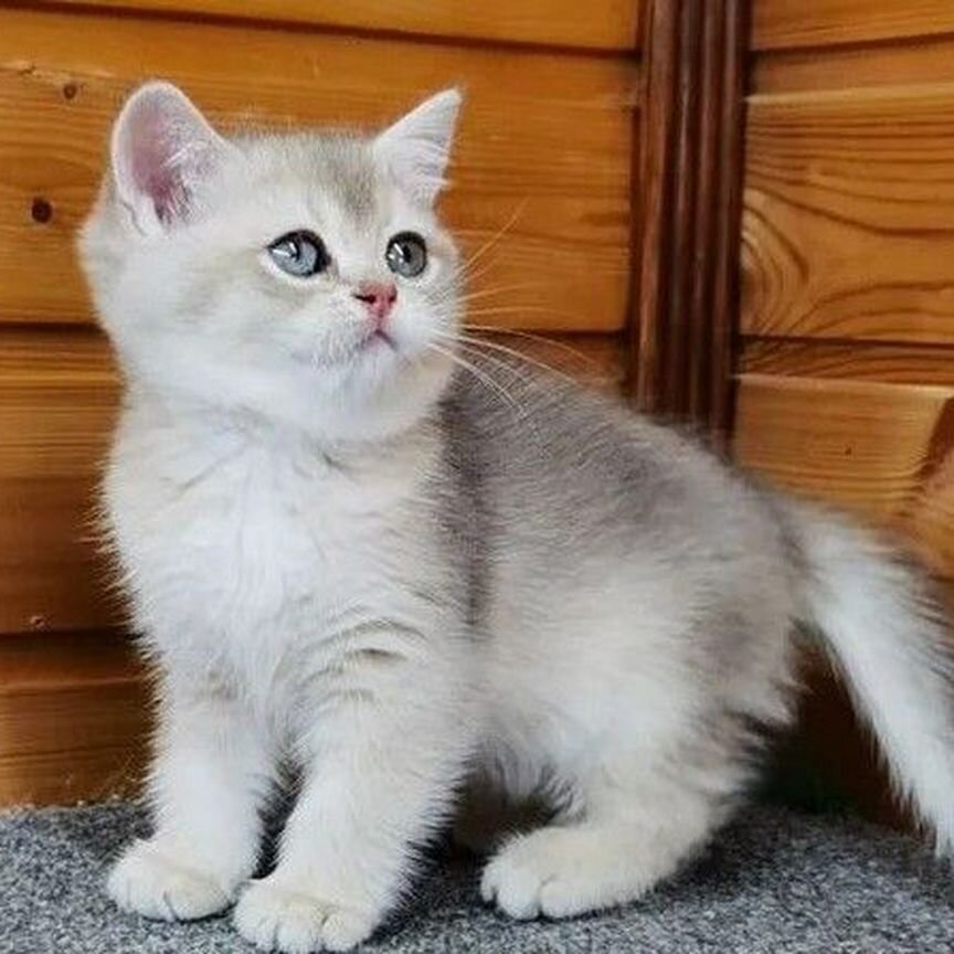 Британский котенок голубое золото