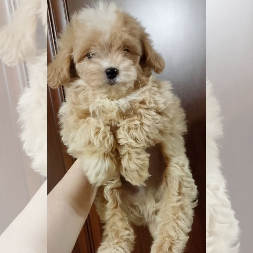 Мальтипу, щенок