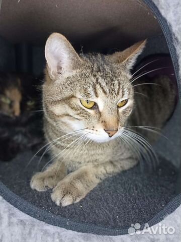 Ласковый кот